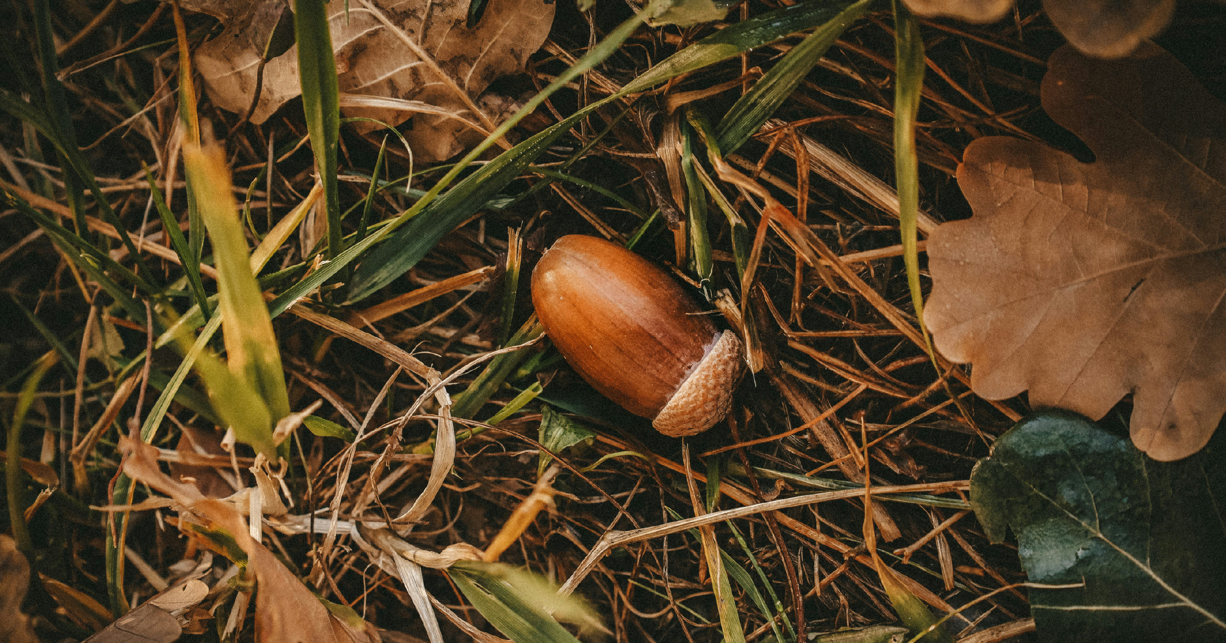 Autumn Eggcorns | Word Stories