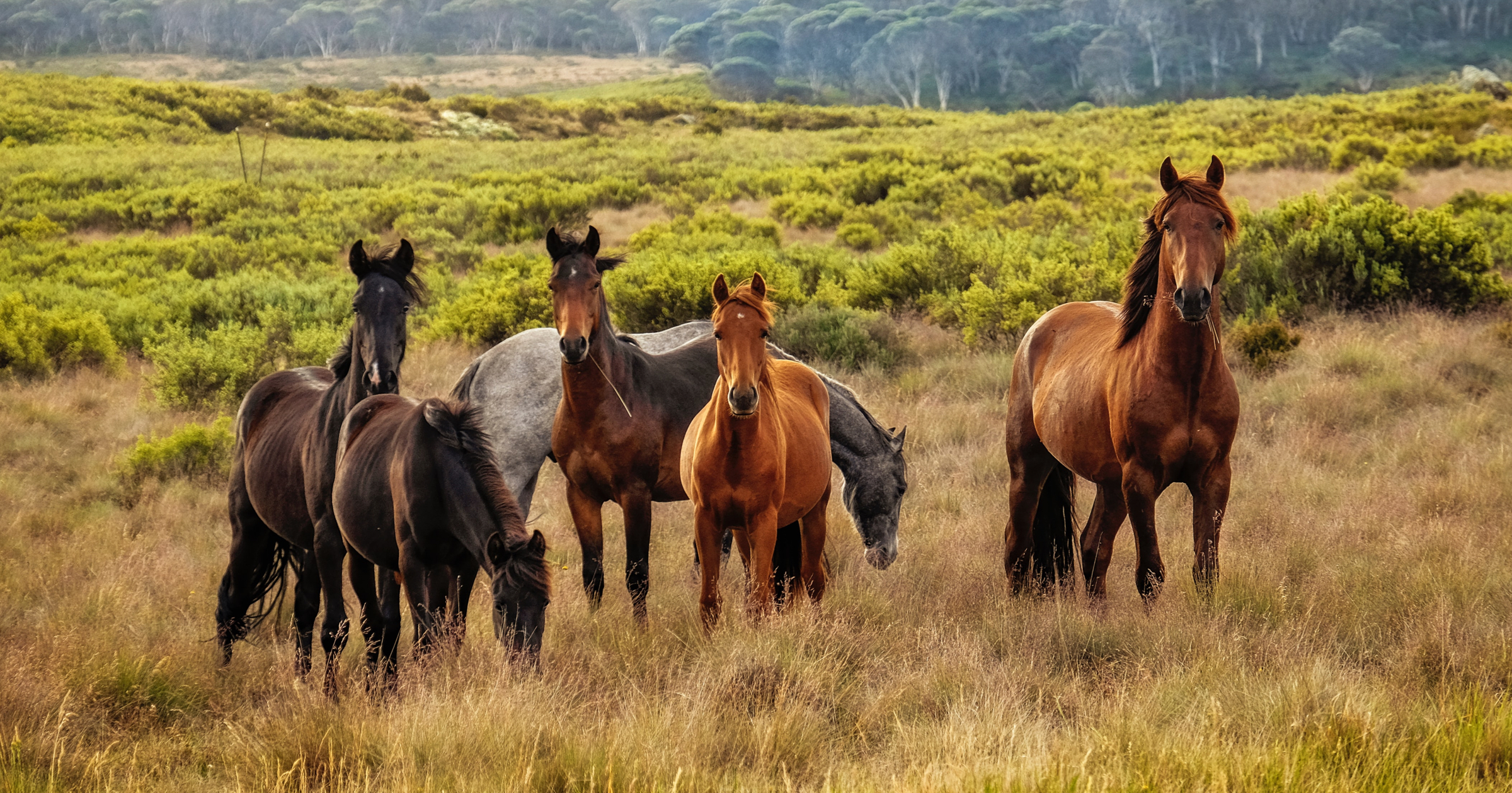 La légende des chevals